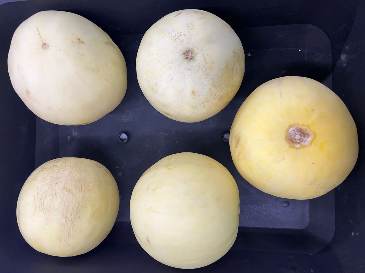 Melon Object Detection Dataset by Fatin Najwa