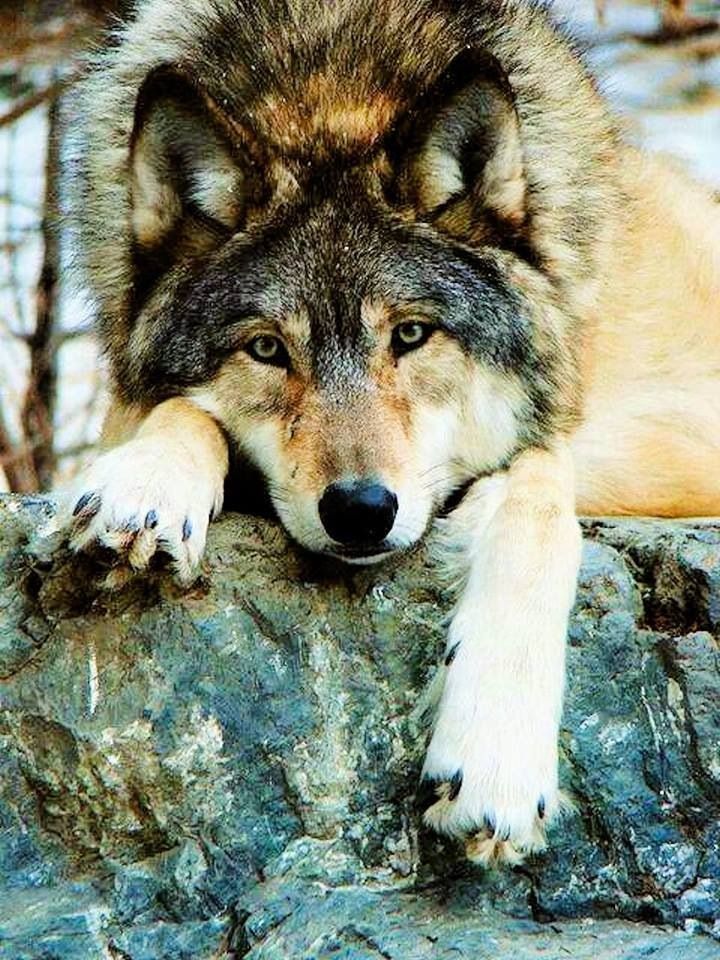 Wolf_detection Object Detection Dataset by project-7bdiy