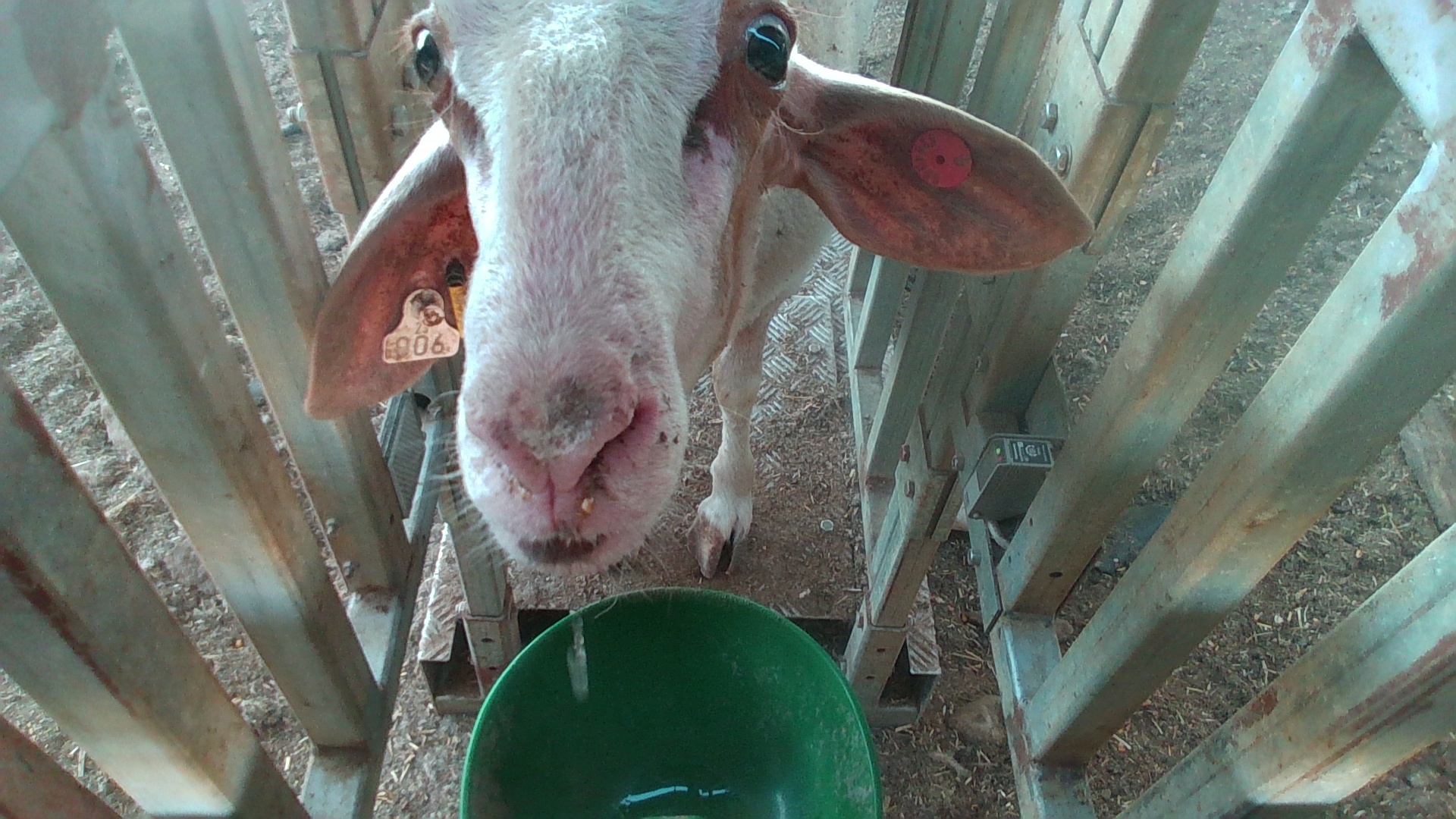 Lambs Body Parts Detection Object Detection Dataset By Lambsbodypartsdetection