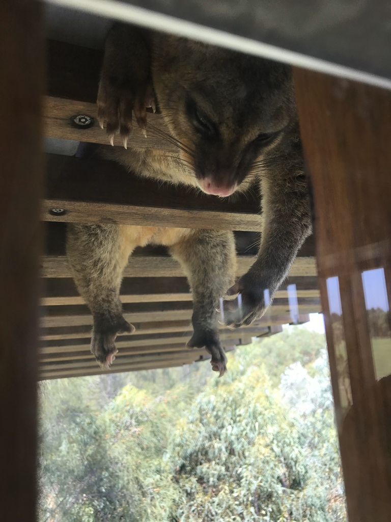 Common Brushtail Possum Object Detection Dataset by CHUKA UNIVERSITY