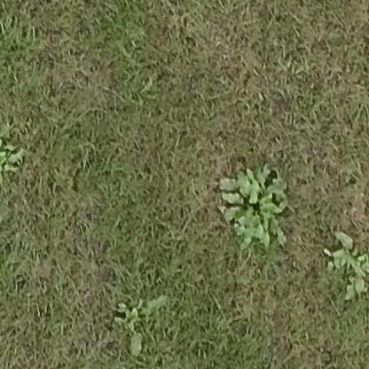 weeds Object Detection Dataset and Pre-Trained Model by Amine KOURTA