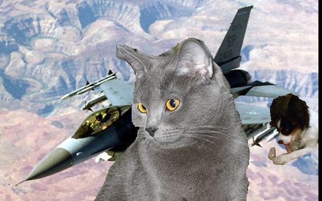 OOD Classification Dataset by Bui Duc