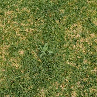 Weed Identification Object Detection Dataset and Pre-Trained Model by ...