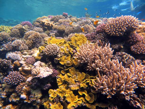 Detection of COTS Object Detection Dataset by mariapalissade21@gmail.com