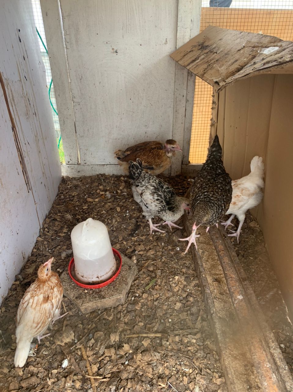 chicken project 2 Object Detection Dataset and Pre-Trained Model by EEIA2022