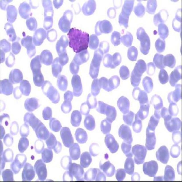 Cell Classification Object Detection Dataset and Pre-Trained Model by Work