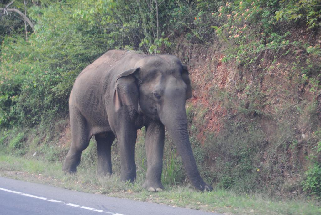 Elephant Object Detection Dataset by Animals