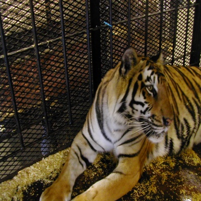 TigerNew Object Detection Dataset by Animals