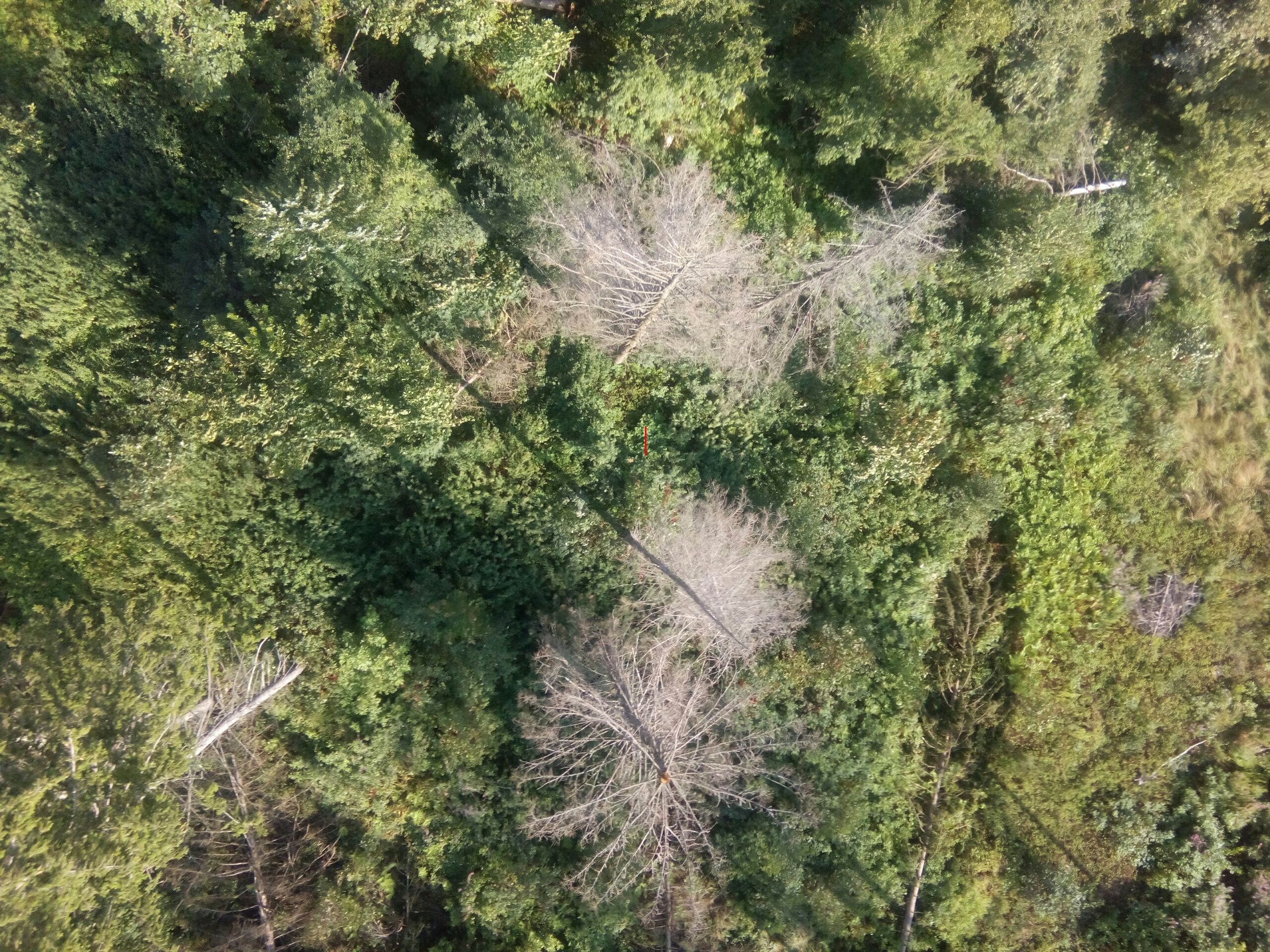 Labeling Object Detection Dataset And Pre Trained Model By Labeling