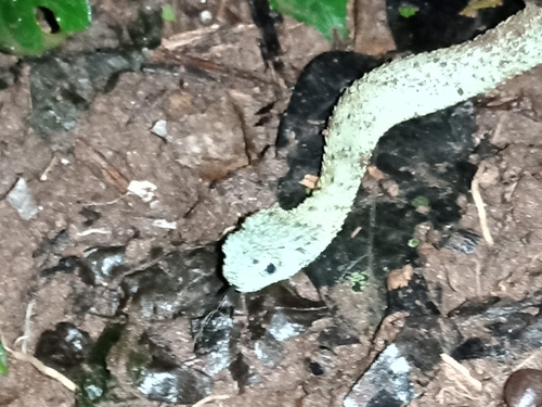 Snake Species Detection Object Detection Dataset and Pre-Trained Model by fam