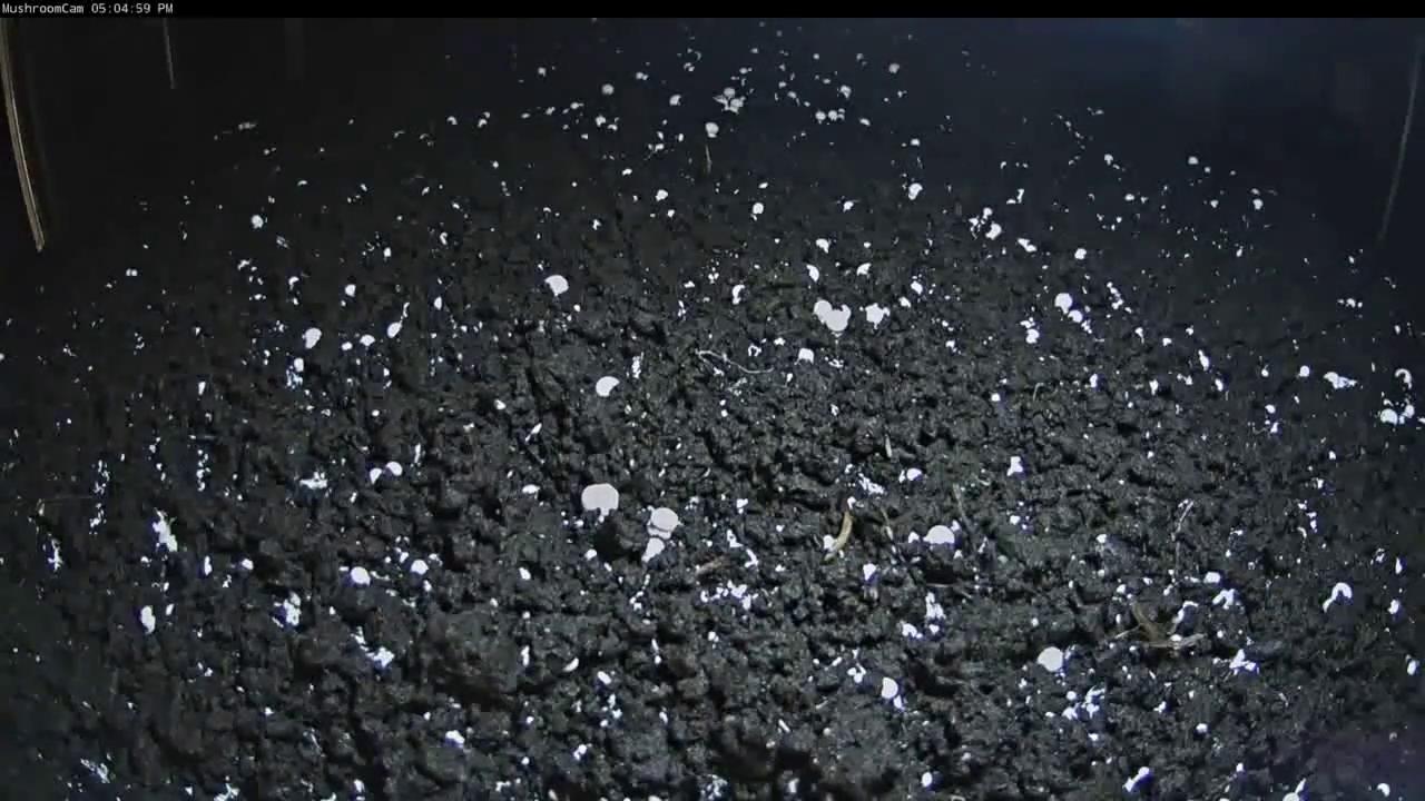 Mushroom Object Detection Dataset And Pre Trained Model By Sussy Mushroom V3