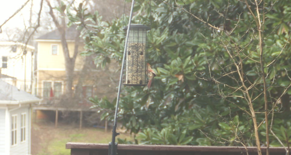 How to Use the bird-feeder-detection Object Detection API