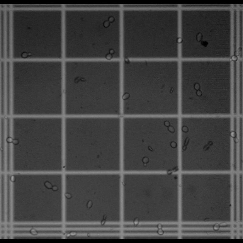 Yeast Improve Accuracy Object Detection Dataset V1 2023 05 25 10