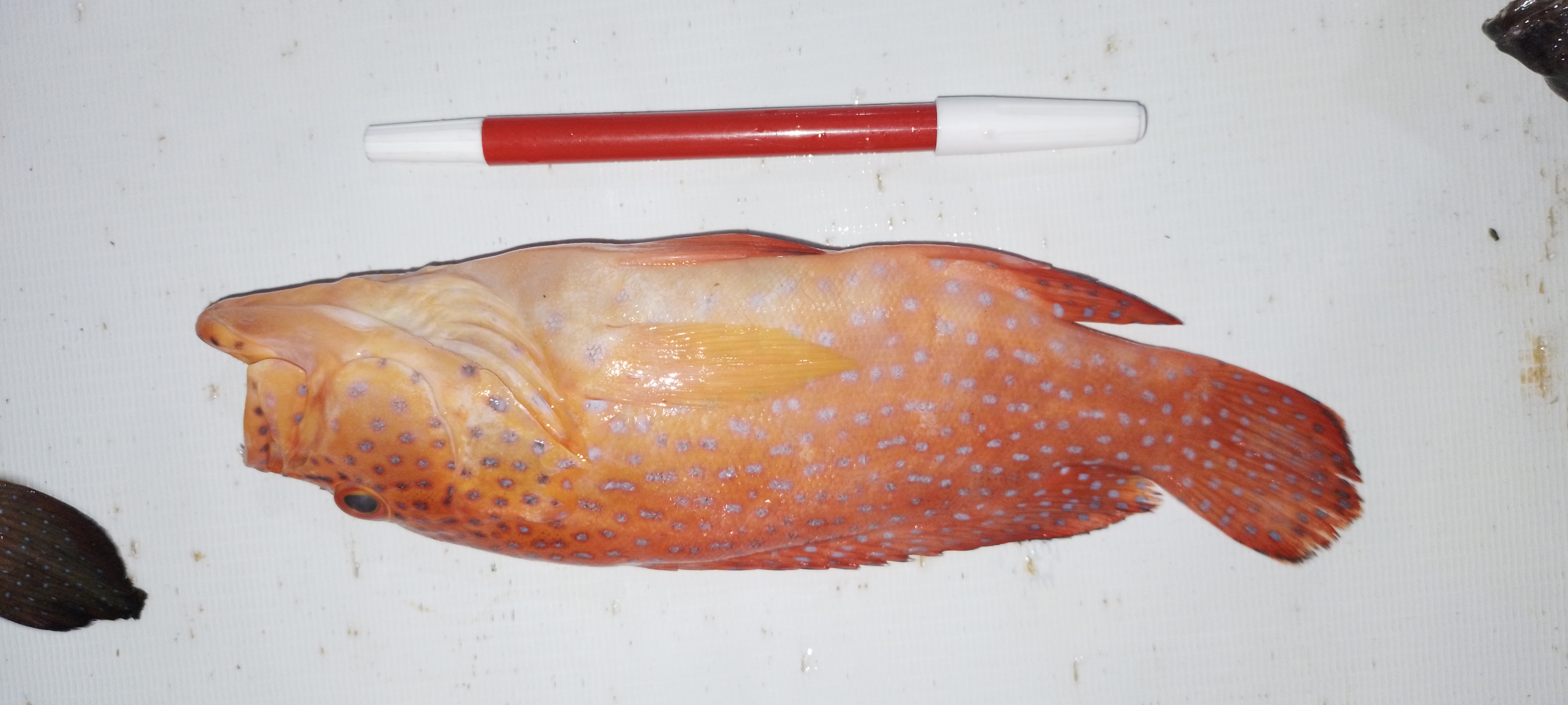 kerapu - Roboflow Universe