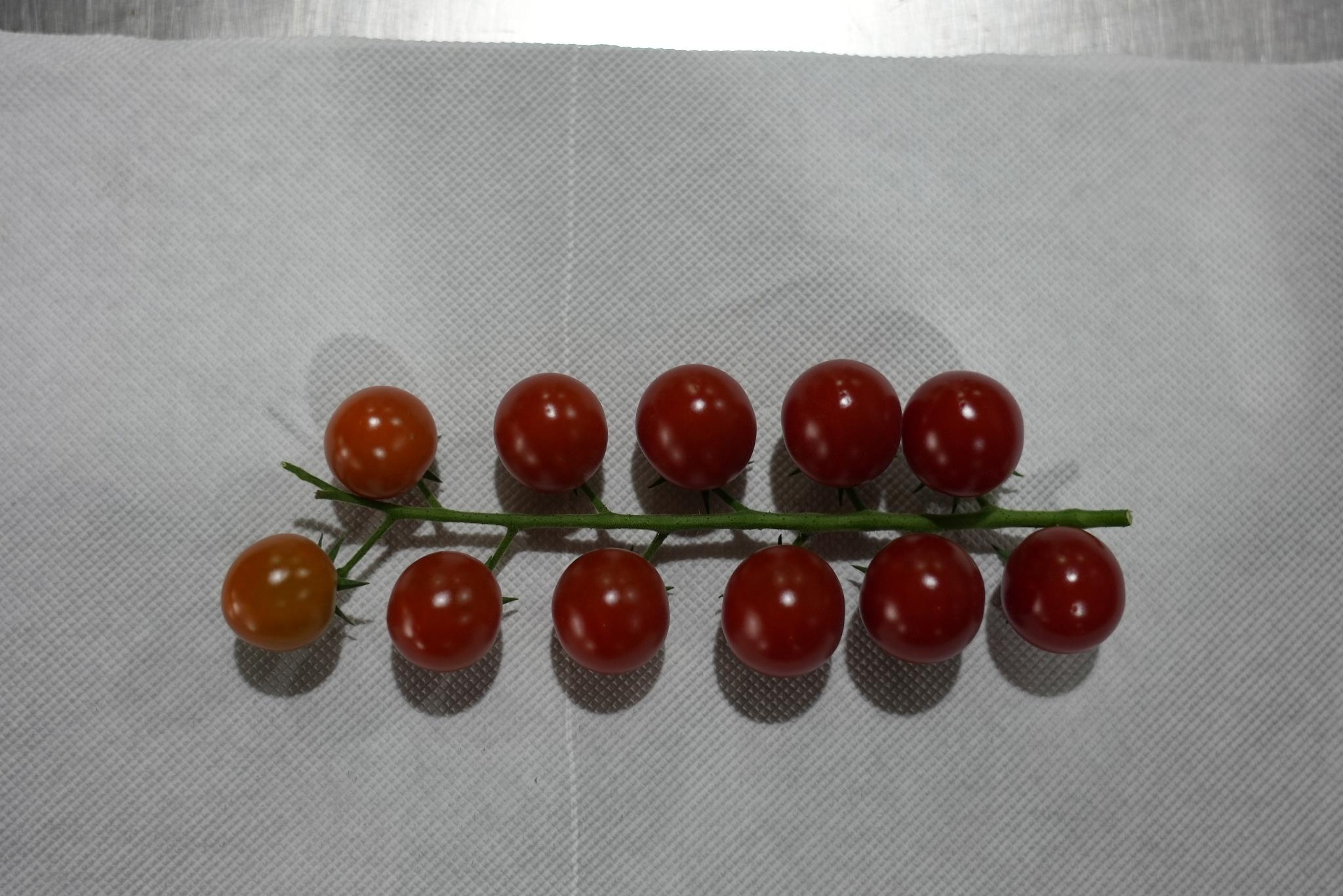 single_tomato_merged Object Detection Dataset by 张文