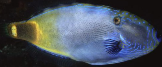 fish-freshness-detection Object Detection Dataset and Pre-Trained Model ...