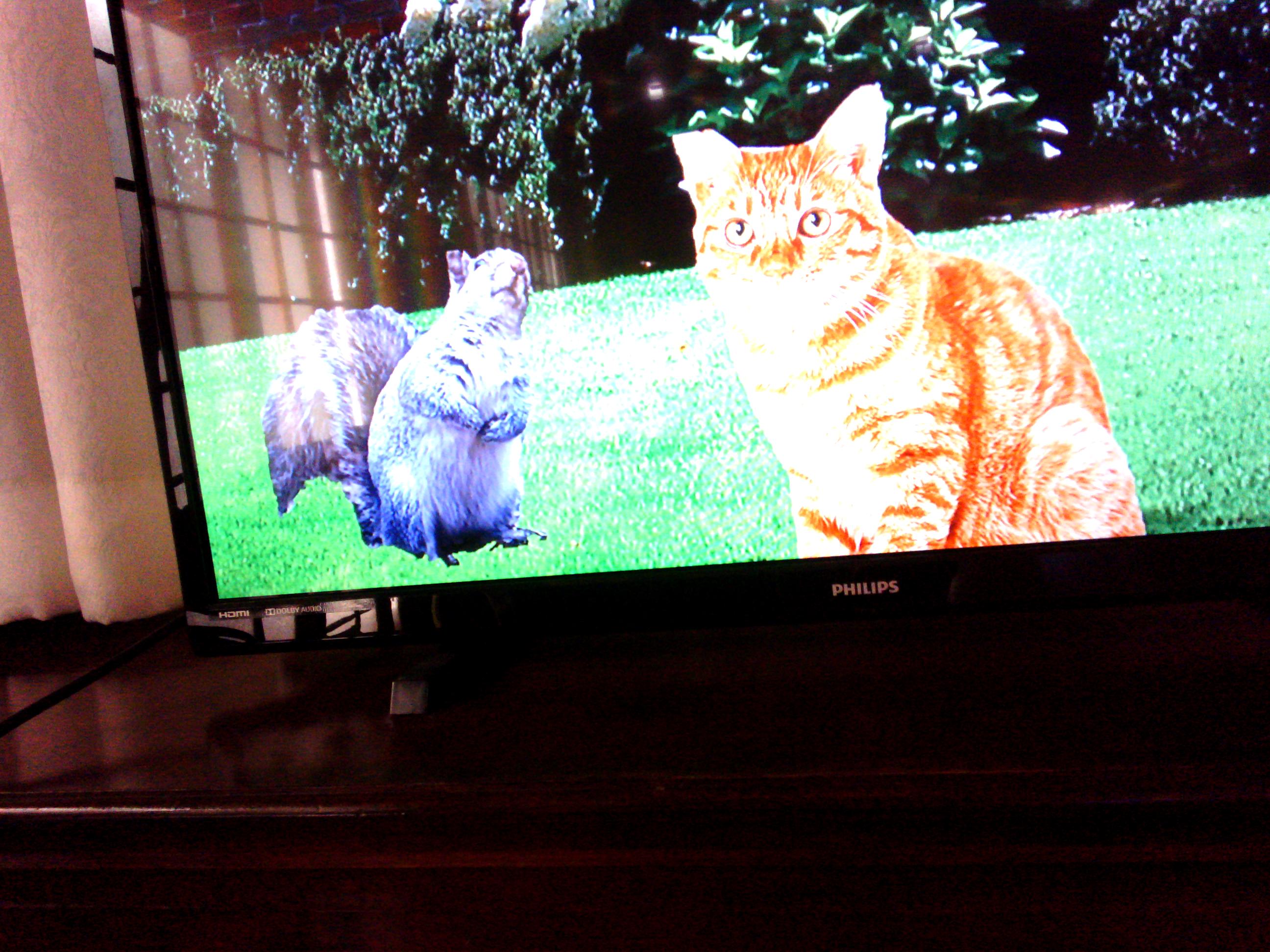 Cats New Object Detection Dataset By Hakunamatata