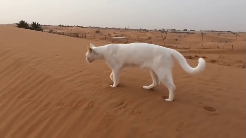 Catvids Object Detection Dataset By Hakunamatata