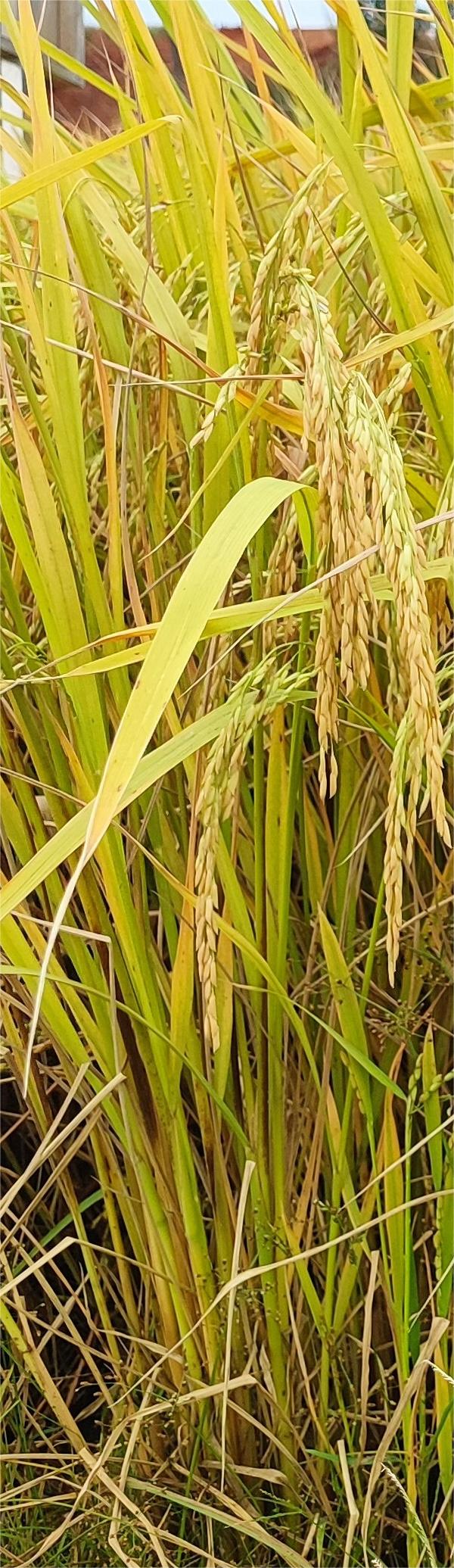 rice stem Object Detection Dataset by riceplant