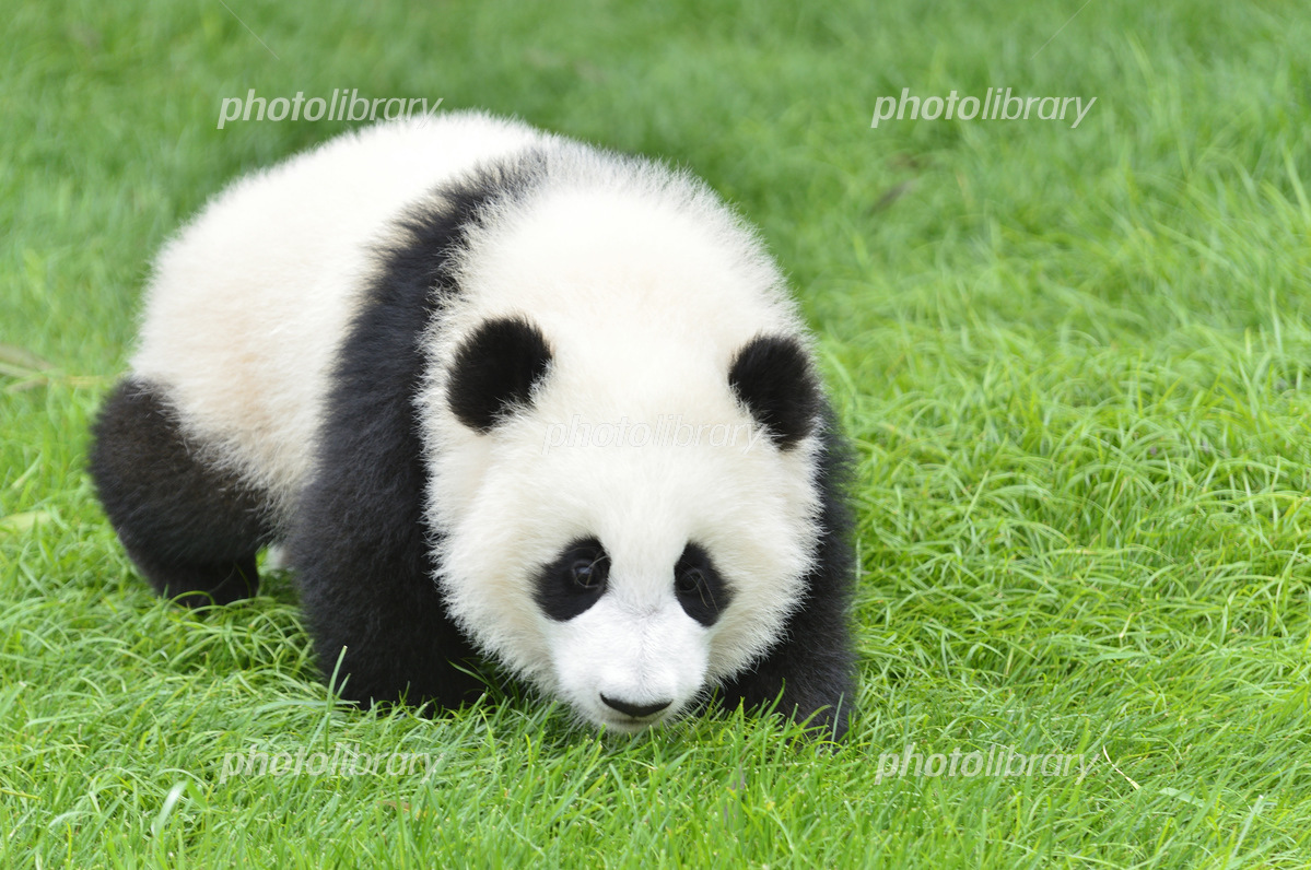 panda Object Detection Dataset by Koki Katsuki