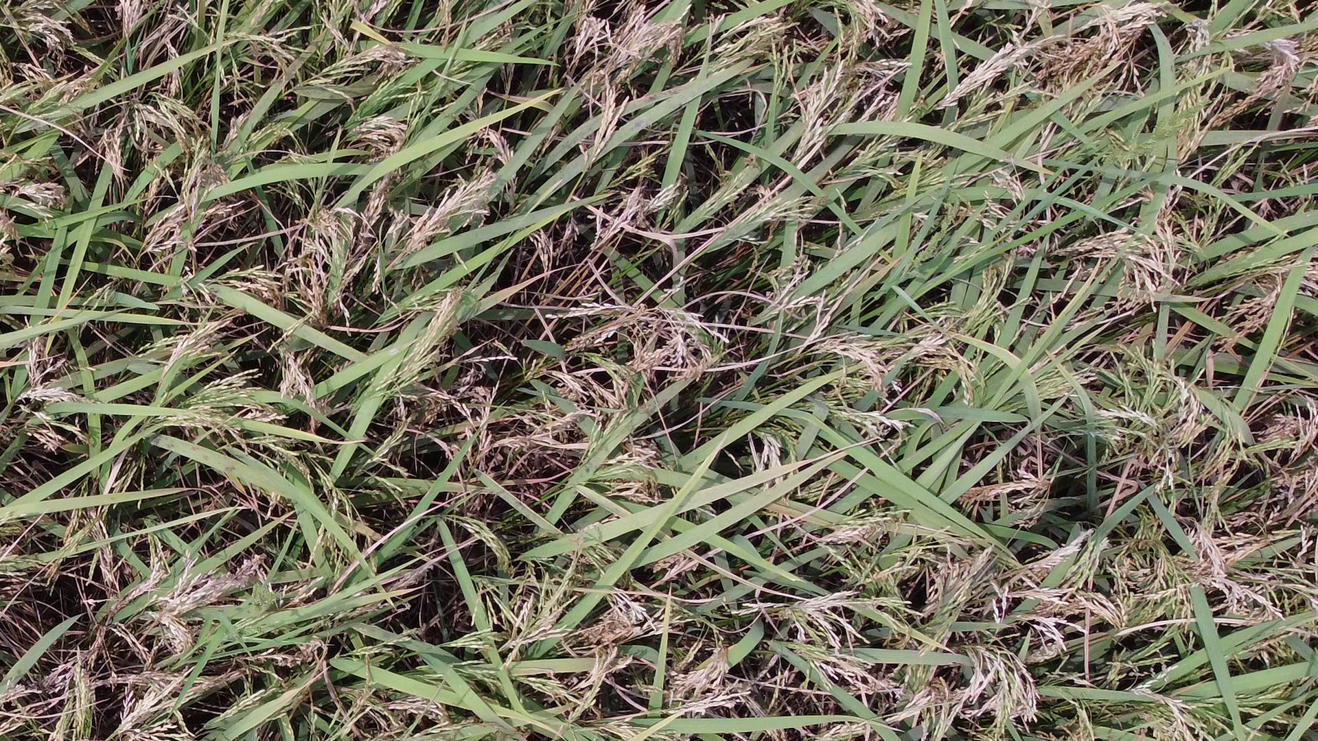 Rice Panicle Detection Object Detection Dataset by RPD