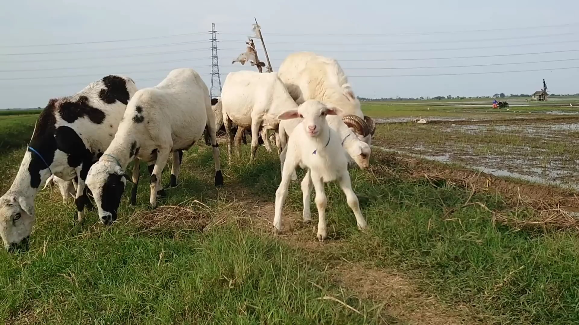 Animals Dataset V2 Object Detection Dataset and Pre-Trained Model by Telkom University