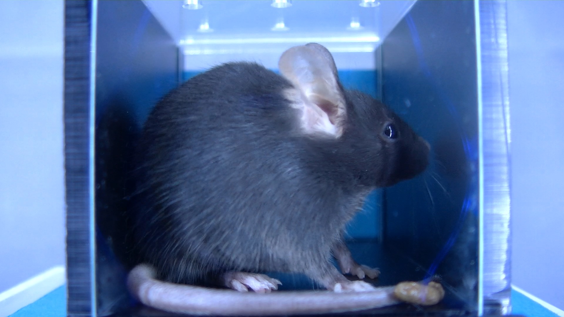 mouse-eyes-1_health Object Detection Dataset by new-workspace-vv5x1