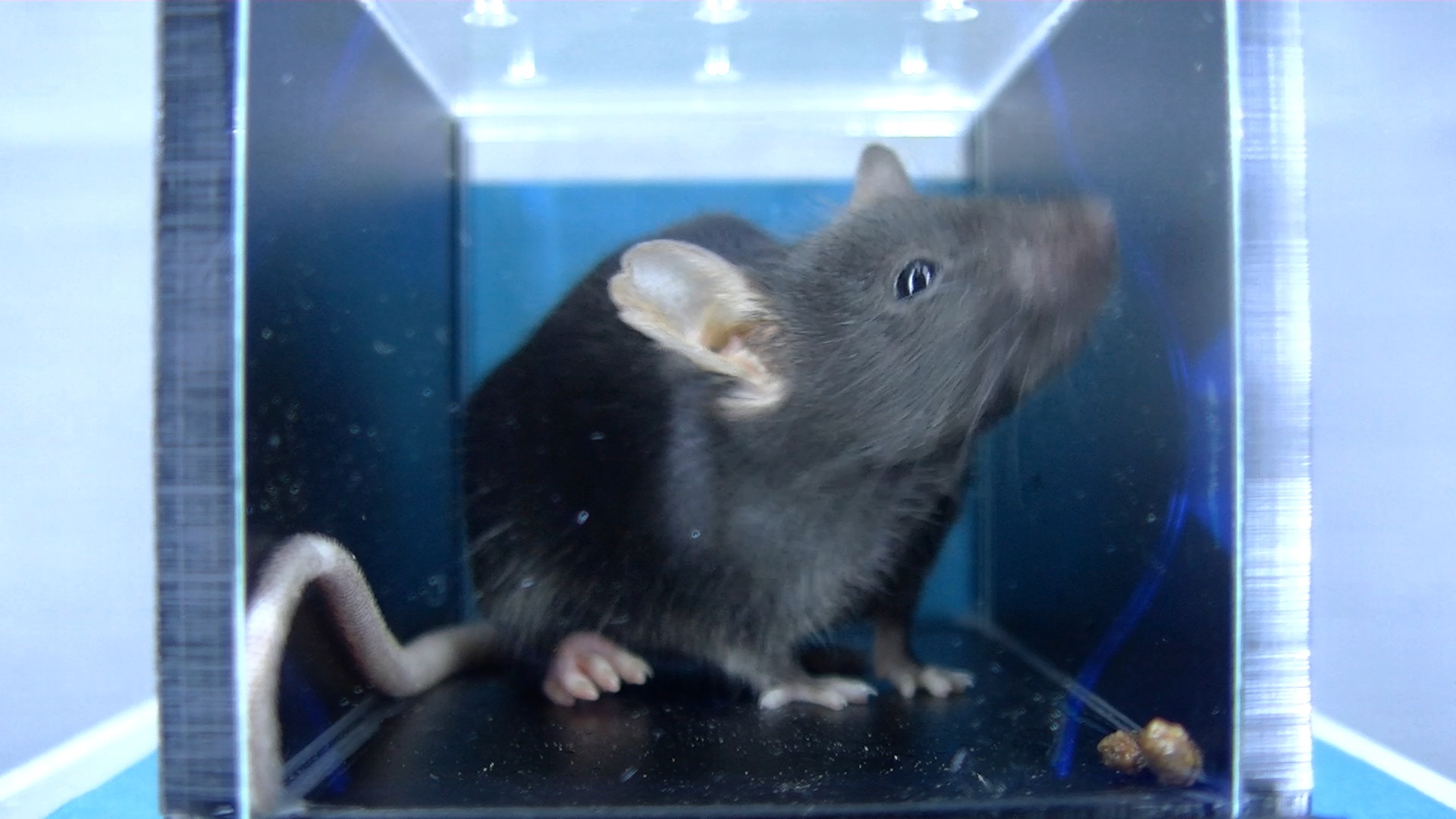 mouse-eyes-1 Object Detection Dataset by new-workspace-vv5x1