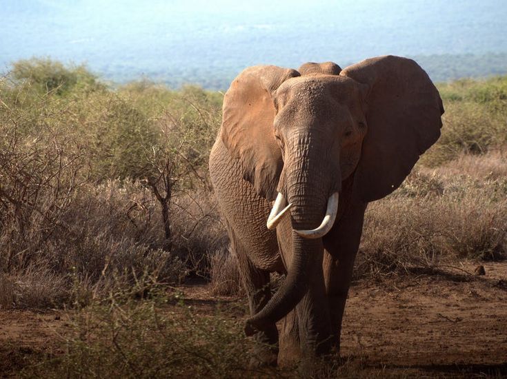 animal detection Object Detection Dataset and Pre-Trained Model by school