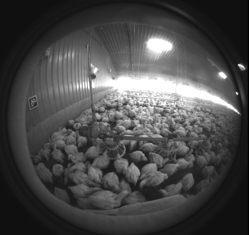 Chicken Object Detection Dataset And Pre Trained Model By Detection