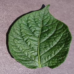 Potato disease Object Detection Dataset and Pre-Trained Model by Leaf ...