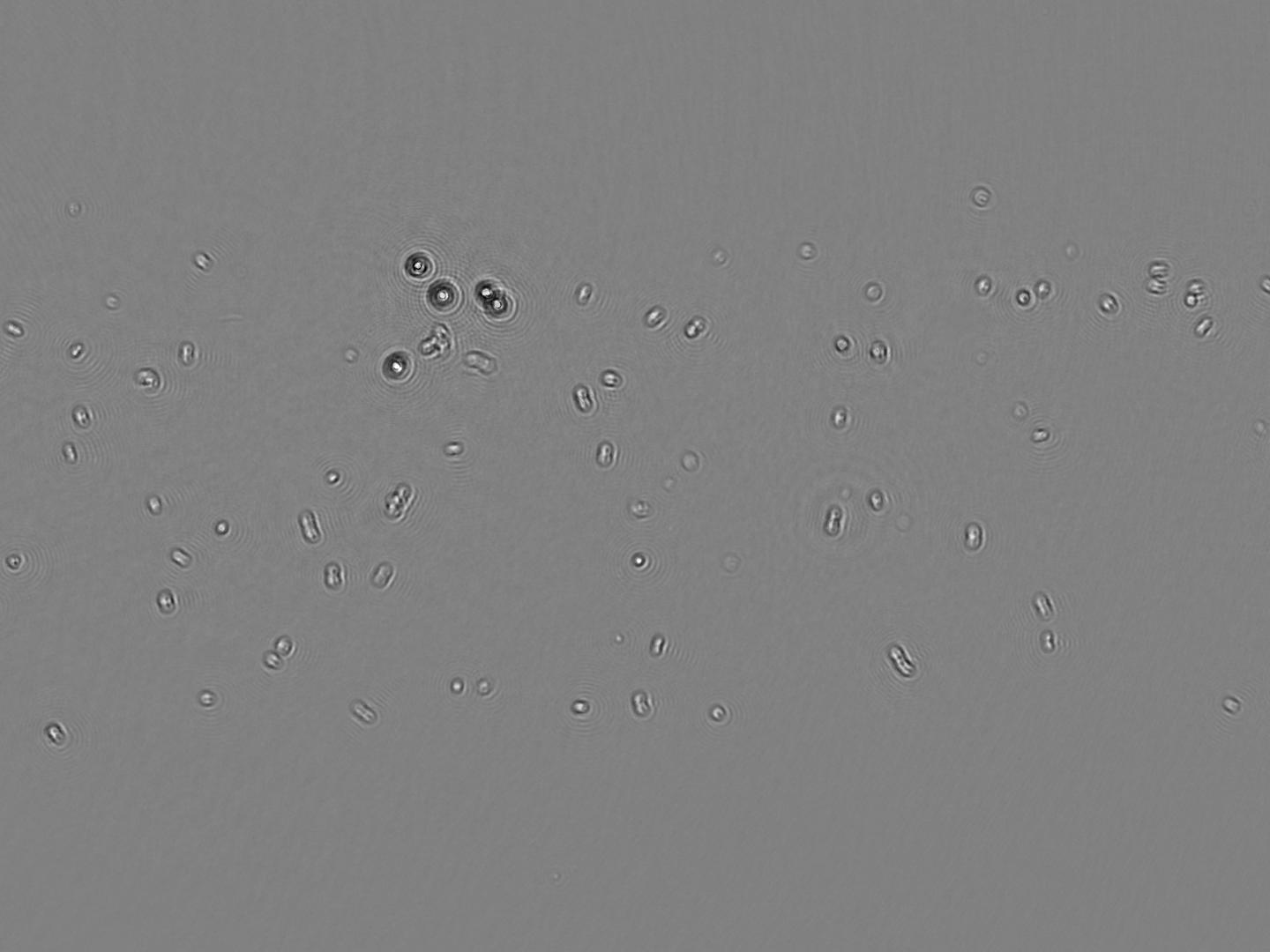 How to Use the DIH-Particles Object Detection API