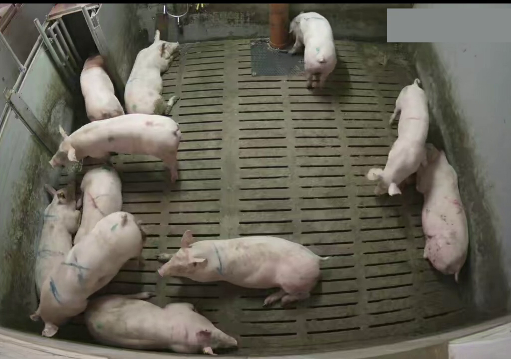 Pig-Bounding box Object Detection Dataset and Pre-Trained Model by NUM