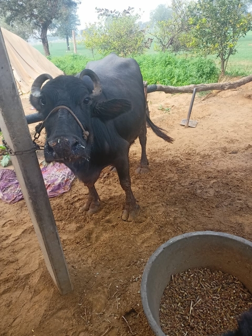 cattle identification Object Detection Dataset and Pre-Trained Model by project