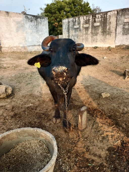 How to Use the dead cattle Object Detection API