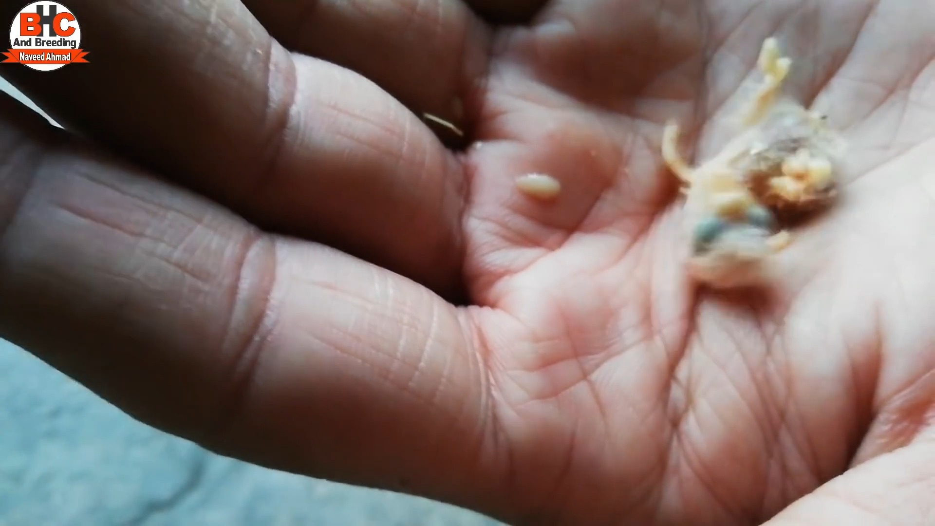 How to Use the New Hatch Detection Object Detection API