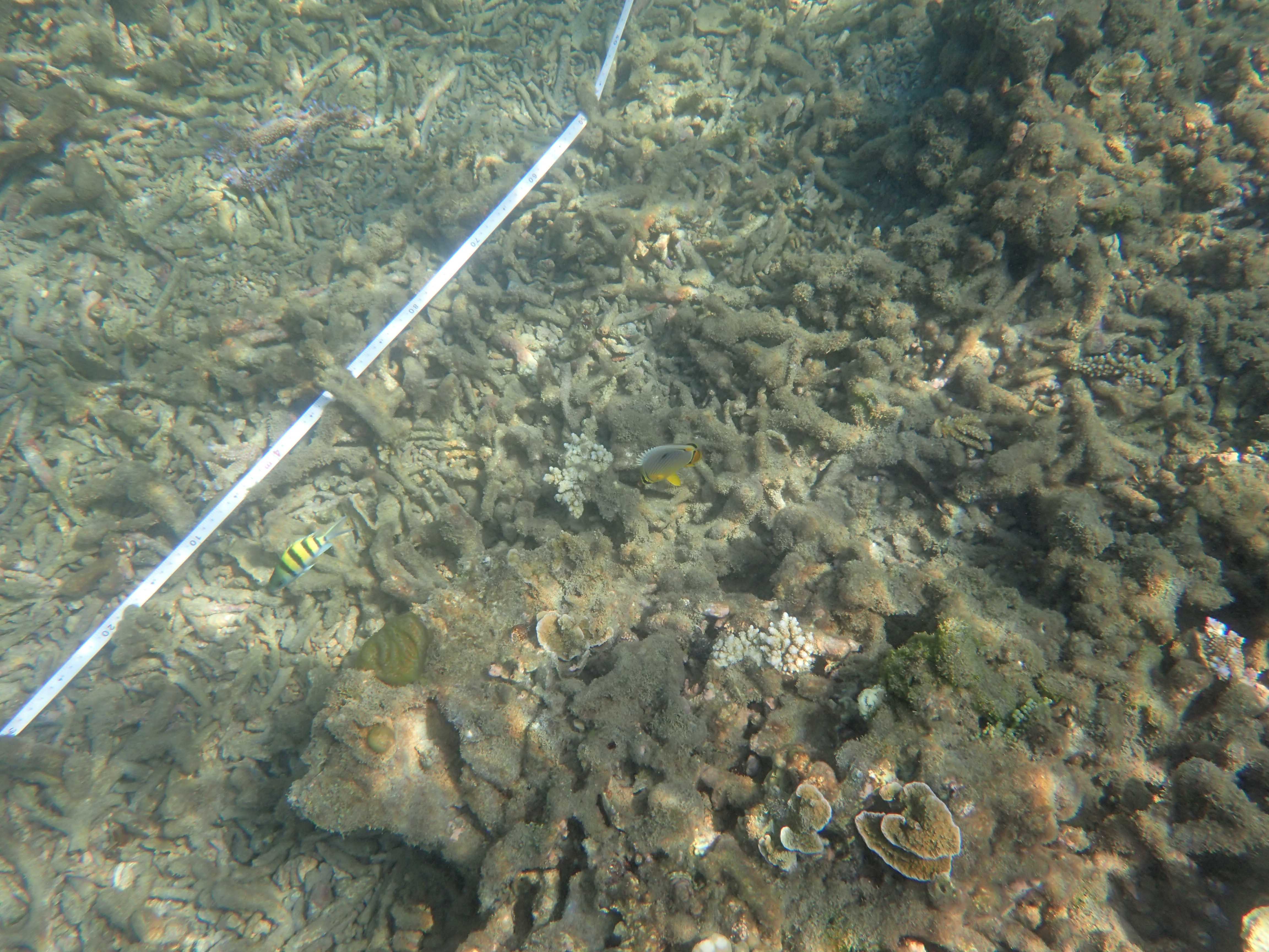 coral reef detection 1 Object Detection Dataset and Pre-Trained Model by mithila abeysinghe