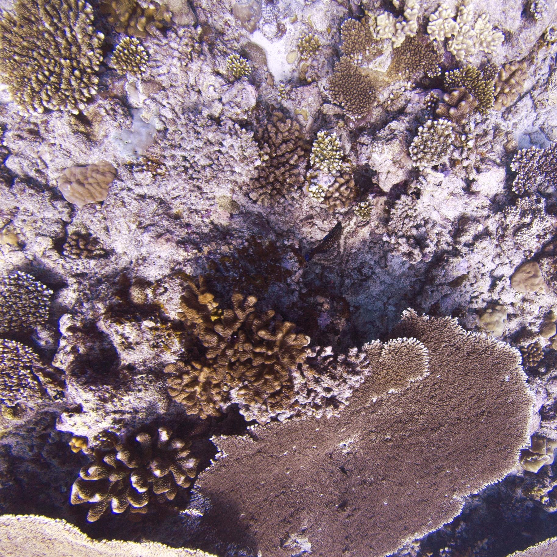 Coral Reef Detection Object Detection Dataset By Minor Project