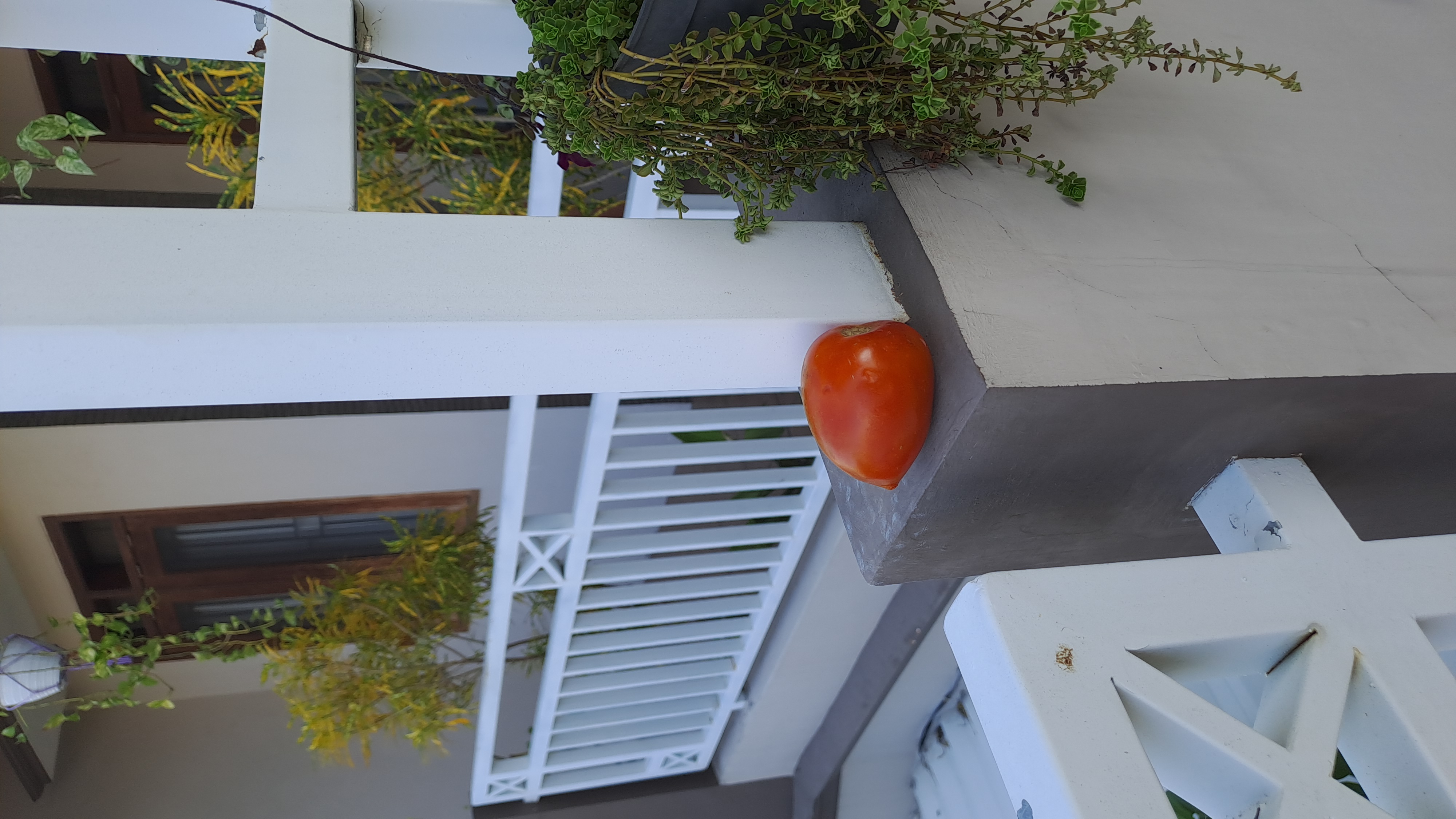 6 Stages of Tomato Maturity (Plus) Object Detection Dataset by helmiubaya