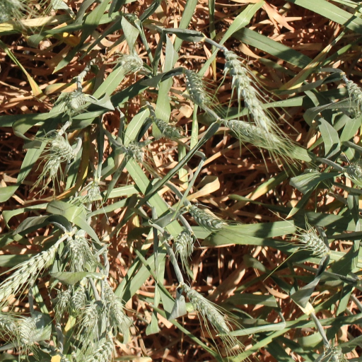 Wheat Object Detection Dataset by Workspace