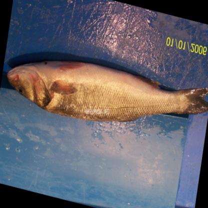 segmentation_fish Instance Segmentation Dataset by SLIMI Rahma