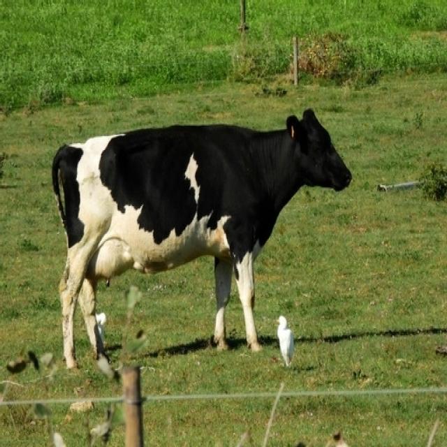 cow_segmentation Instance Segmentation Dataset by Akshay Dilip Kumar