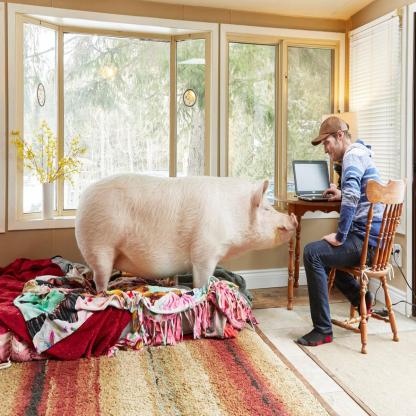 pig segmentation Object Detection Dataset and Pre-Trained Model by Akshay Dilip Kumar