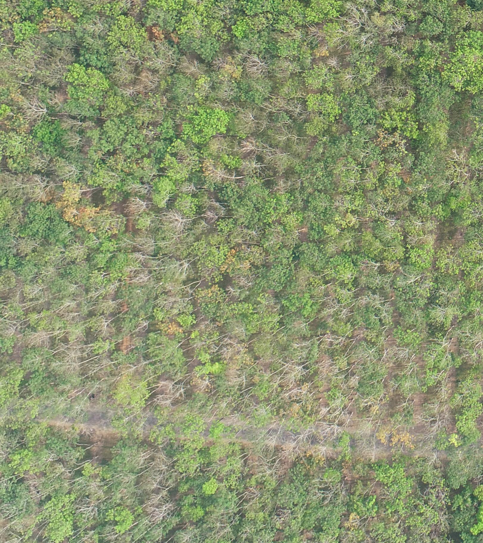 RUBBER TREE YOLO V8 Object Detection Dataset and Pre-Trained Model by GRID