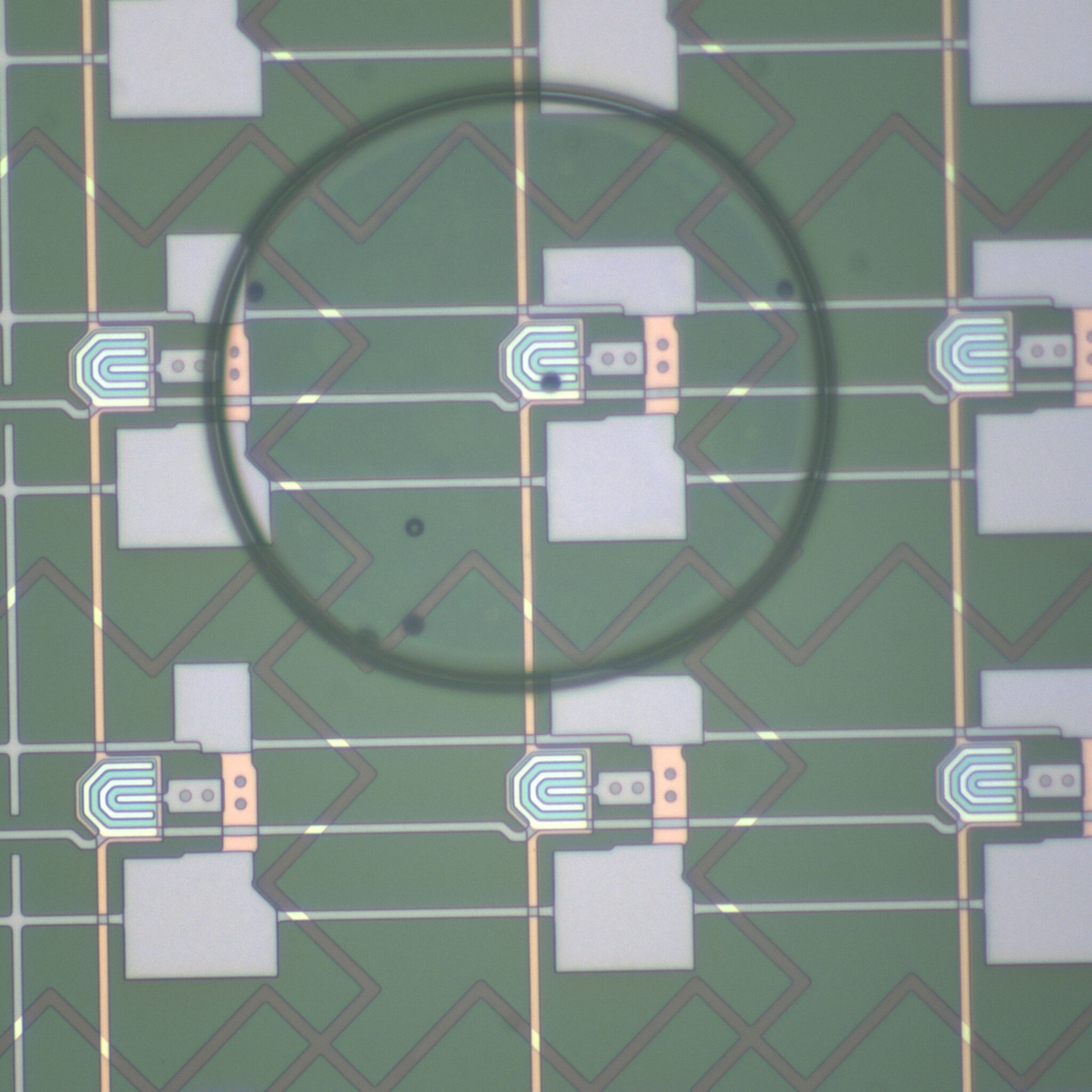 Helacellspsbdetect Object Detection Dataset By Scratch 1908