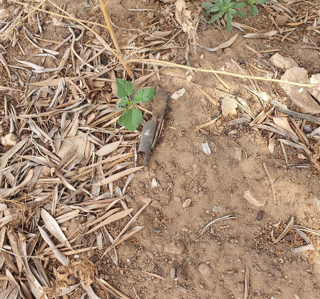 Carrot Weed Detection Object Detection Dataset And Pre Trained Model By