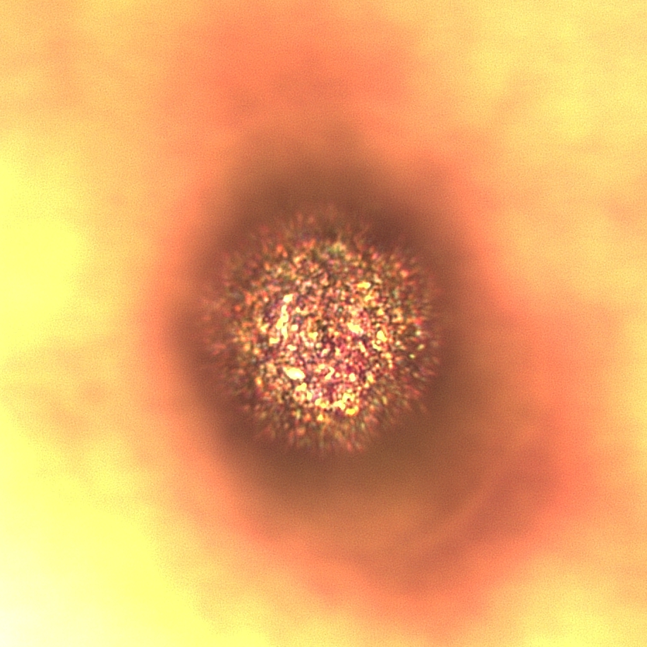 asdasdas Object Detection Dataset by Object Detection