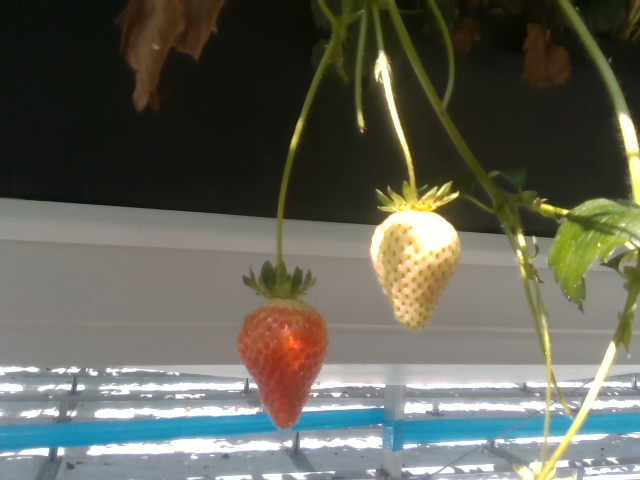 Latest_Coco_rgb Computer Vision Dataset by RGBIMG