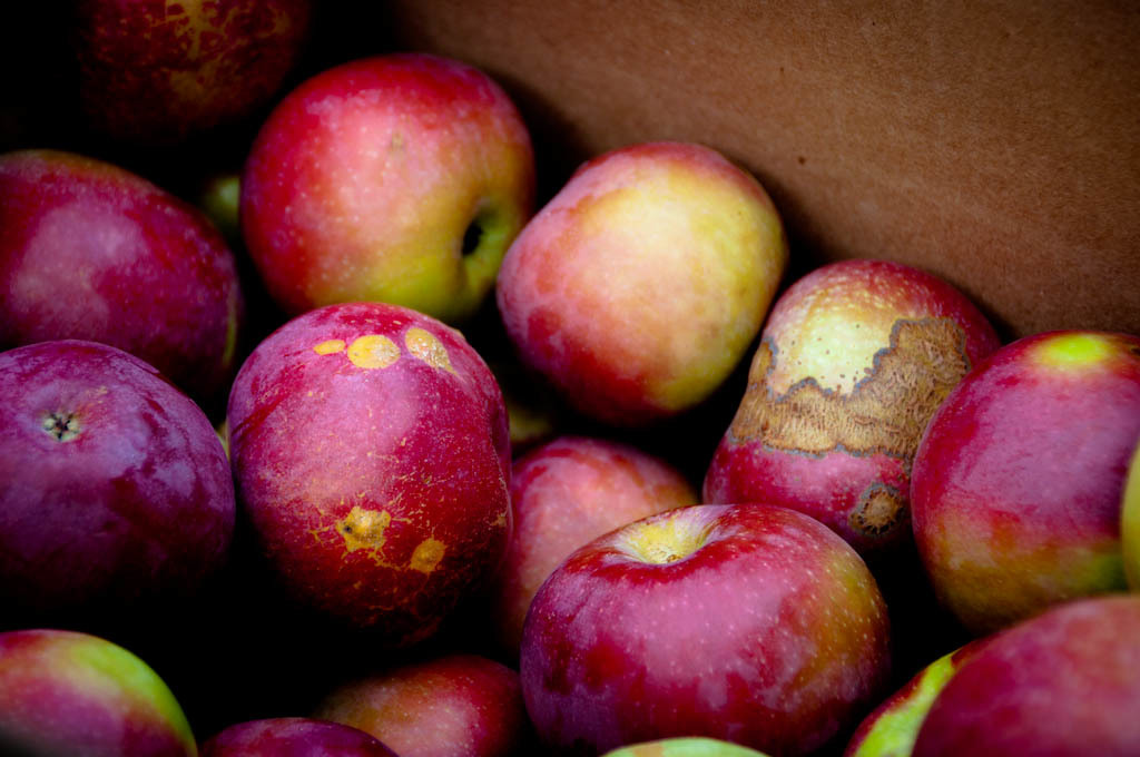 Fruit Object Detection Dataset By New Workspace Wku3w