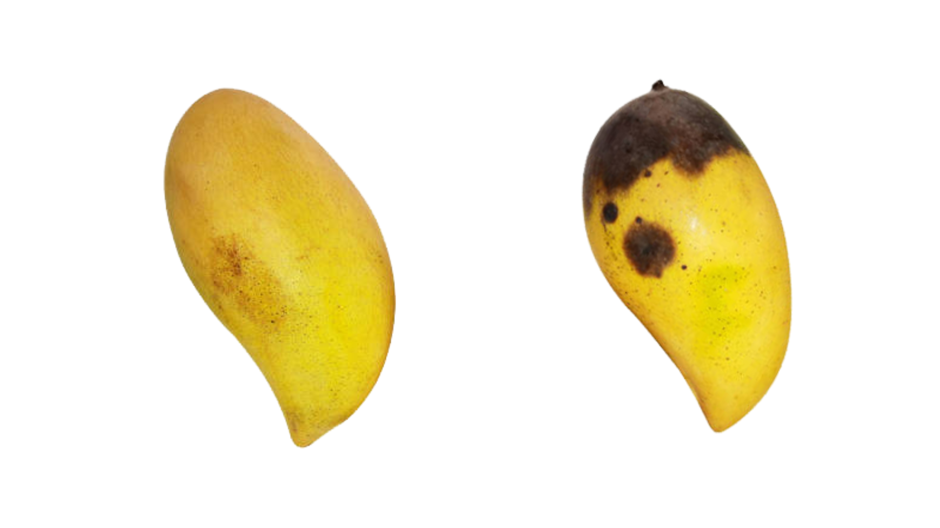 Mango Infected By Anthracnose Disease Object Detection Dataset V1 Mango Infected 01 By Mango